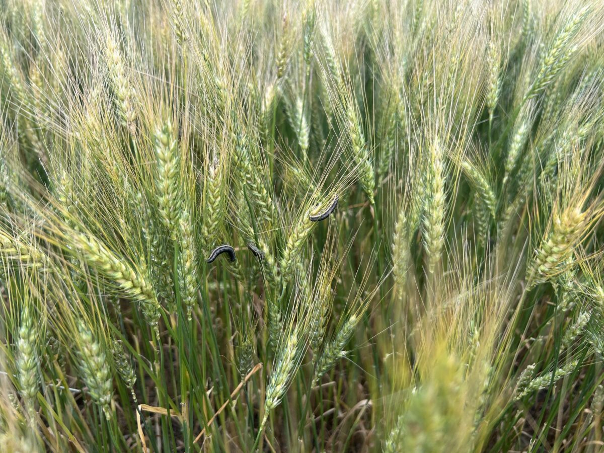 Heavy late-season true armyworm infesations in wheat – Minnesota Wheat